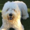 Alcala Country Pet Resort | Pet Boarding & Training in Encinitas