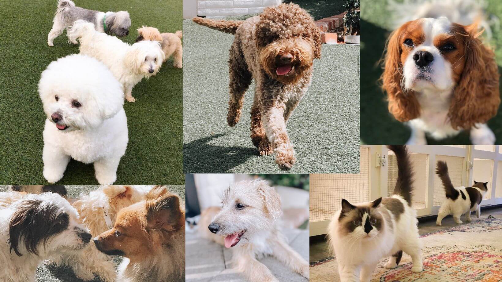 Alcala Country Pet Resort – Where your pets come in as guests and leave ...