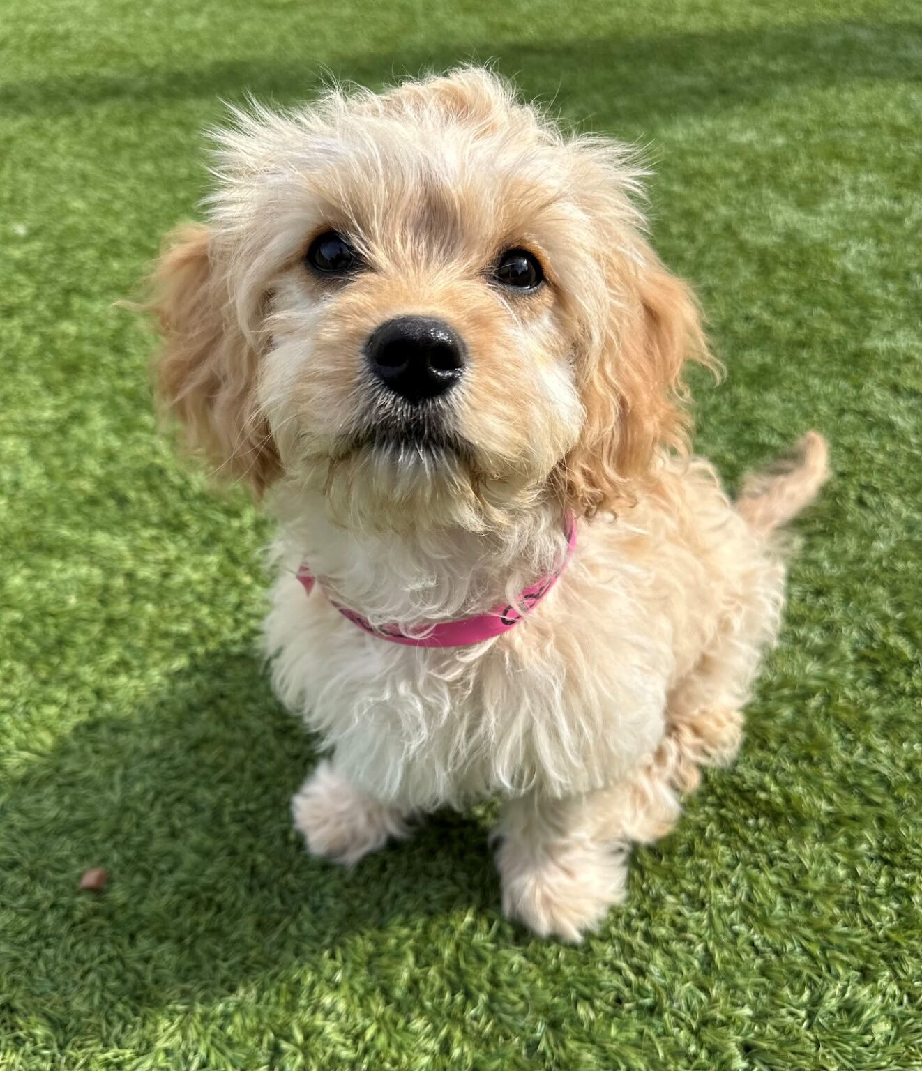 Dog Training Encinitas, CA - Alcala Country Pet Resort