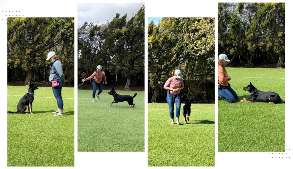 Dog Training – Alcala Country Pet Resort