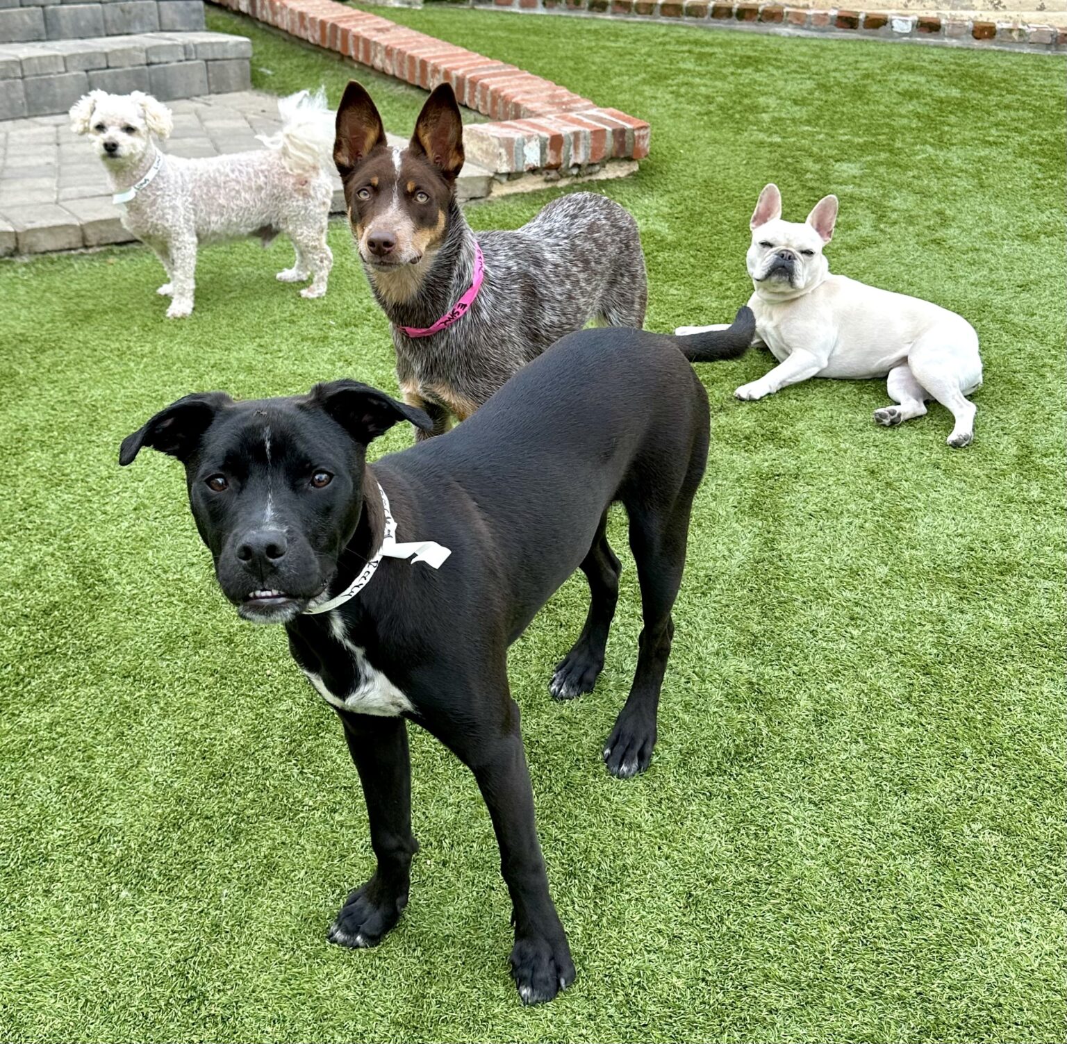 Dog Training Encinitas, CA - Alcala Country Pet Resort