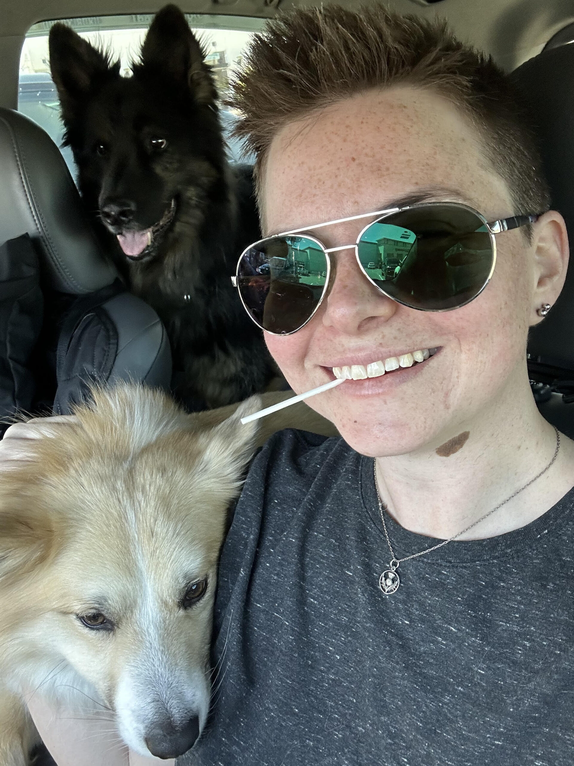 Dog Training – Alcala Country Pet Resort