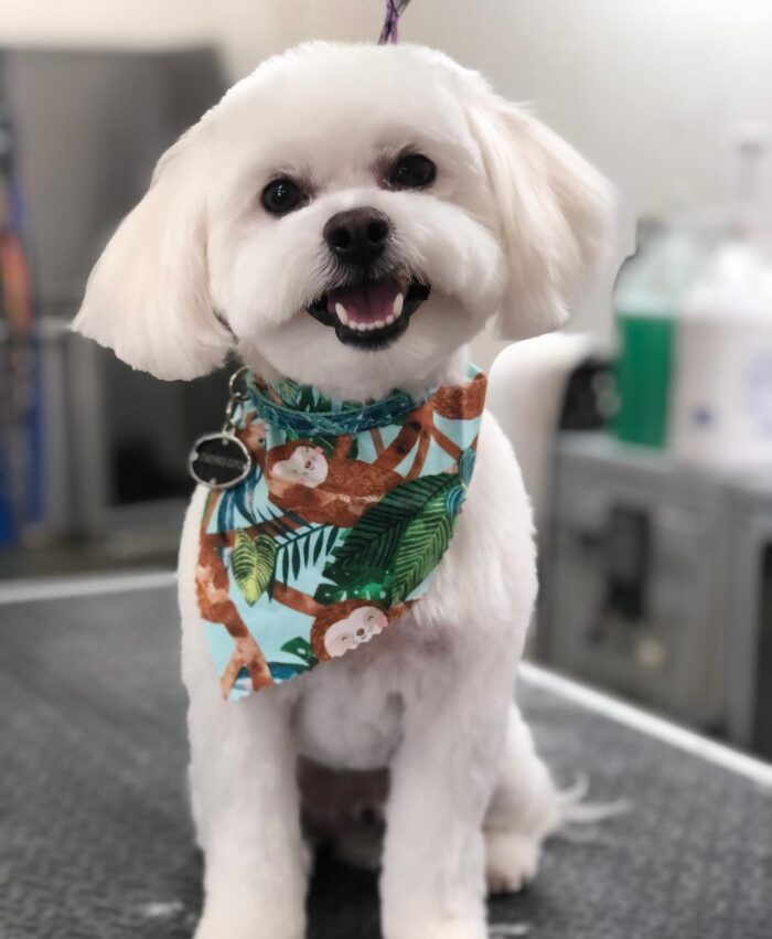 Dog Grooming Near San Diego | Alcala Country Pet Resort