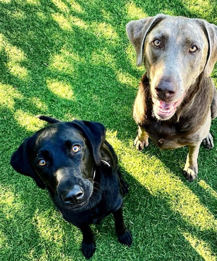 Premium Dog Daycare in Encinitas, CA | Alcala Pet Resort